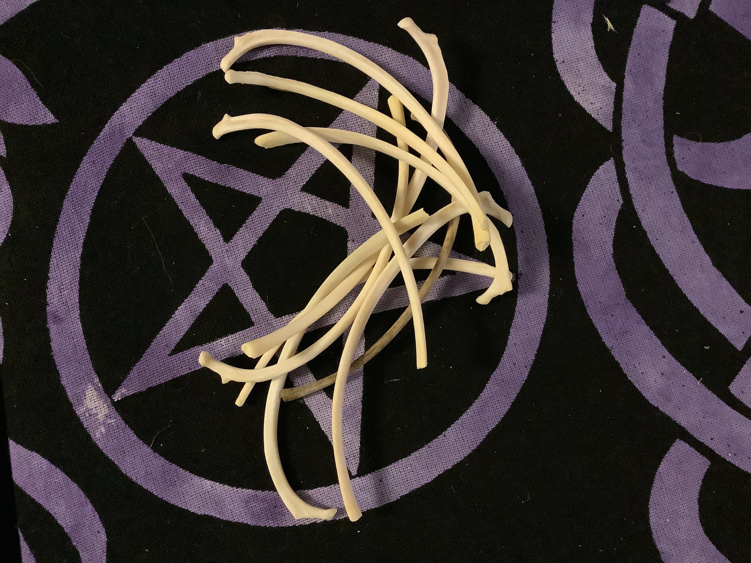 Coyote Rib Bones | Spellerific ~ For AllYourWitchy Needs