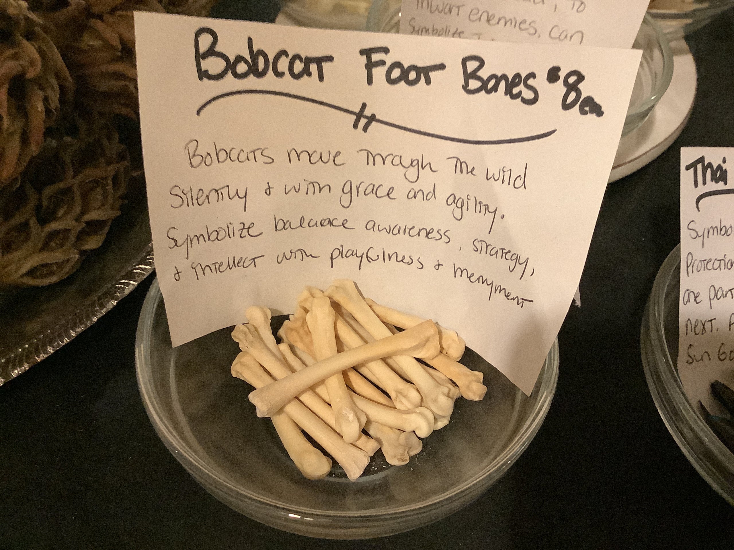 Bobcat Foot Bones | Spellerific ~ For AllYourWitchy Needs